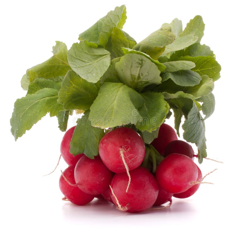 Small Garden Radish with Leaves Stock Image - Image of harvest, garden ...