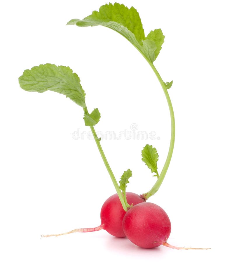 Small Garden Radish with Leaves Stock Image - Image of health, large ...