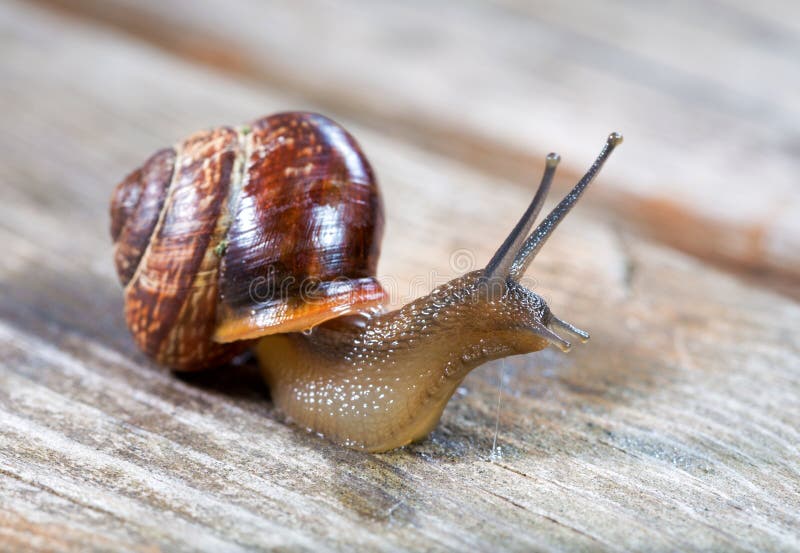 Small garden snail stock image. Image of food, garden - 76342581
