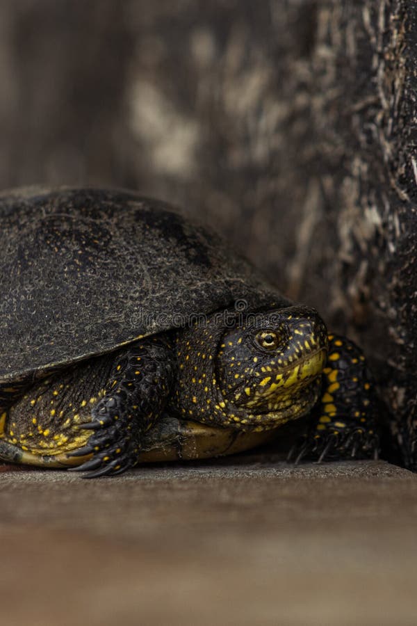 Turtle looking up stock image. Image of warming, terrarium - 1501501