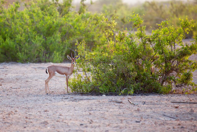 Small Gazelle on Sir Bani Yas Island, UAE Stock Image - Image of mammal ...