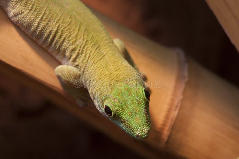 Gecko on bamboo stick stock image. Image of animal, colorful - 129884123
