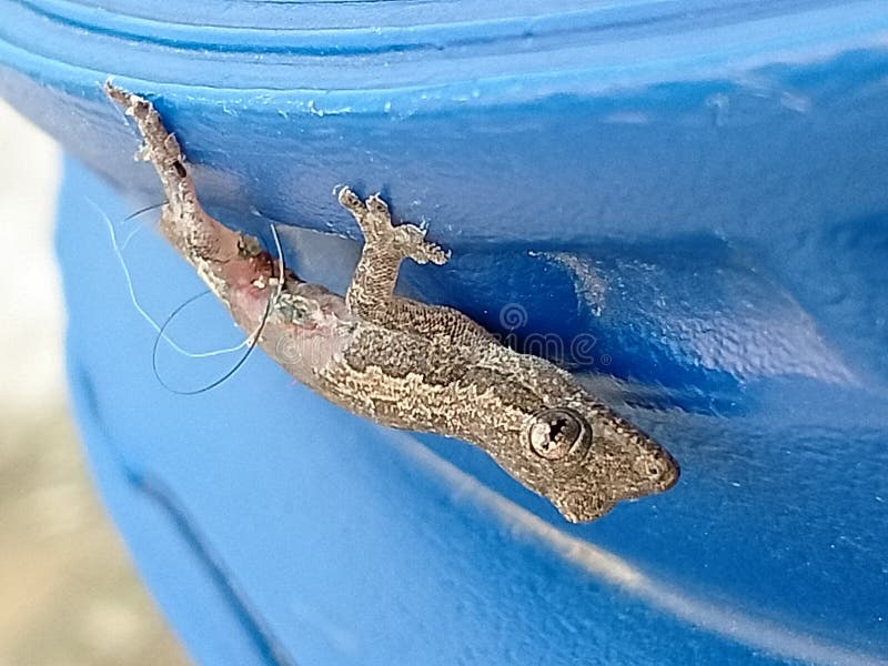 Small Gecko on the House Wall Stock Image - Image of geko, insects ...