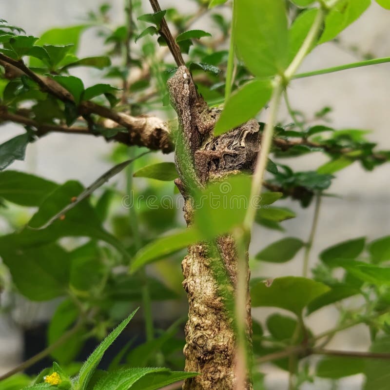 Small Gecko on the House Wall Stock Image - Image of geko, insects ...