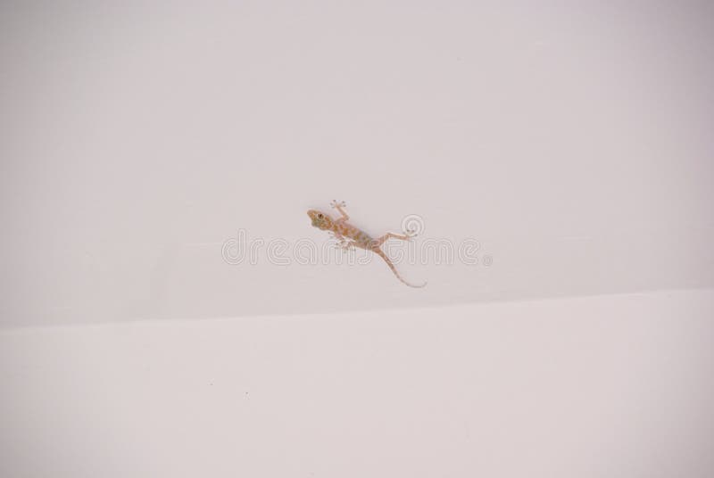 Small Gecko on the ceiling stock photo. Image of lizard - 178698666