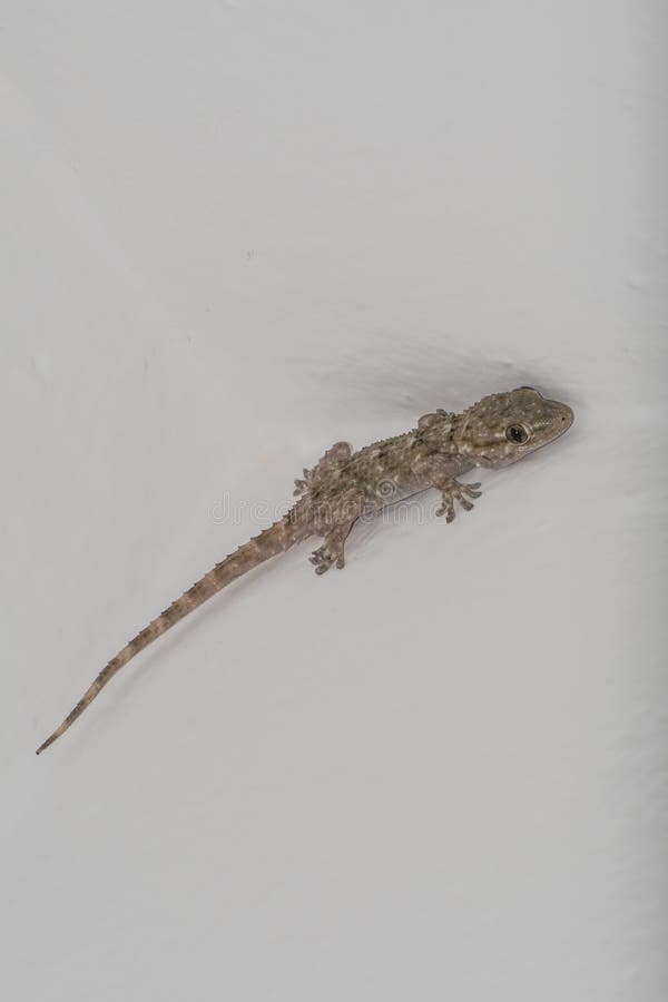 Small Gecko on the House Wall Stock Image - Image of climb, beast ...
