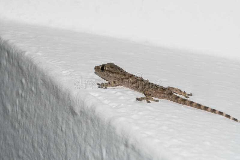 Small Gecko on the House Wall Stock Image - Image of geko, insects ...