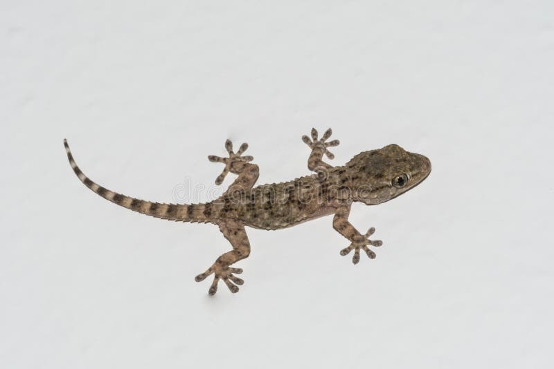 Small Gecko on the House Wall Stock Photo - Image of macro, harmless ...