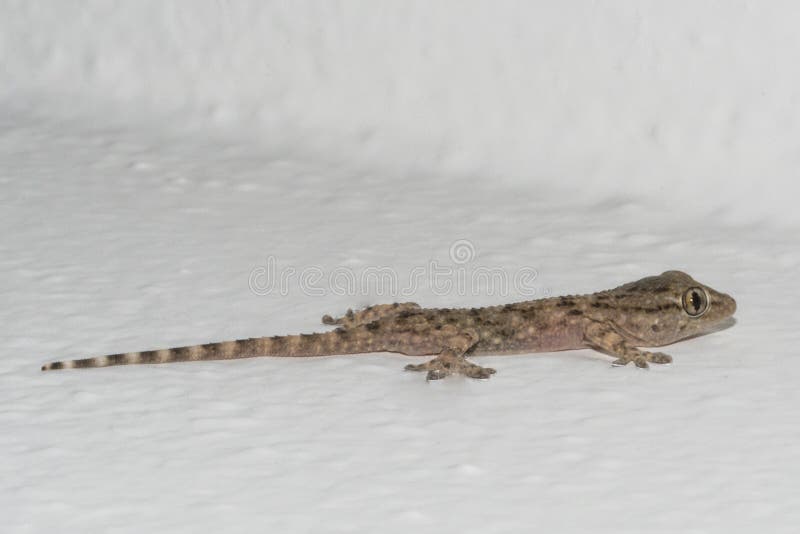Small Gecko on the House Wall Stock Photo - Image of climb, isolated ...