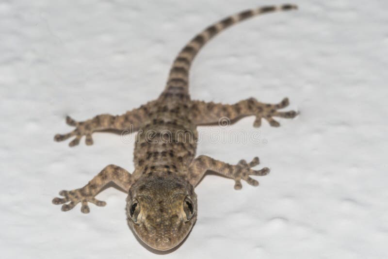 Small Gecko on the House Wall Stock Image - Image of geko, insects ...