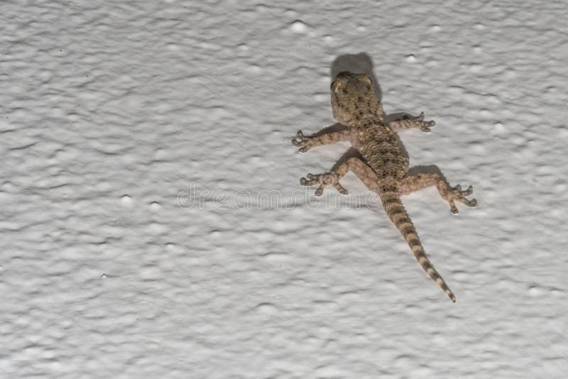 Small Gecko on the House Wall Stock Image - Image of animal, dwelling ...