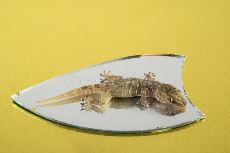 Small Gecko Lizard and Mirror Stock Photo - Image of looking ...