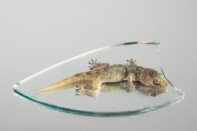 Small Gecko Lizard and Mirror Stock Photo - Image of exotic, creature ...