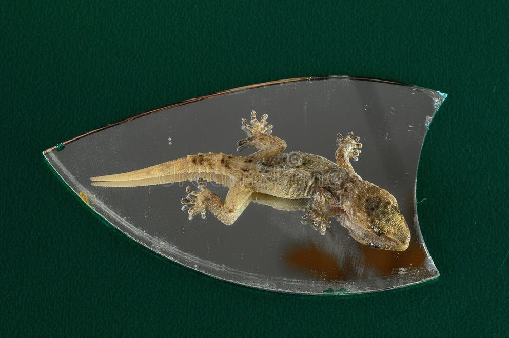 Small Gecko Lizard and Mirror Stock Photo - Image of house, mirror ...