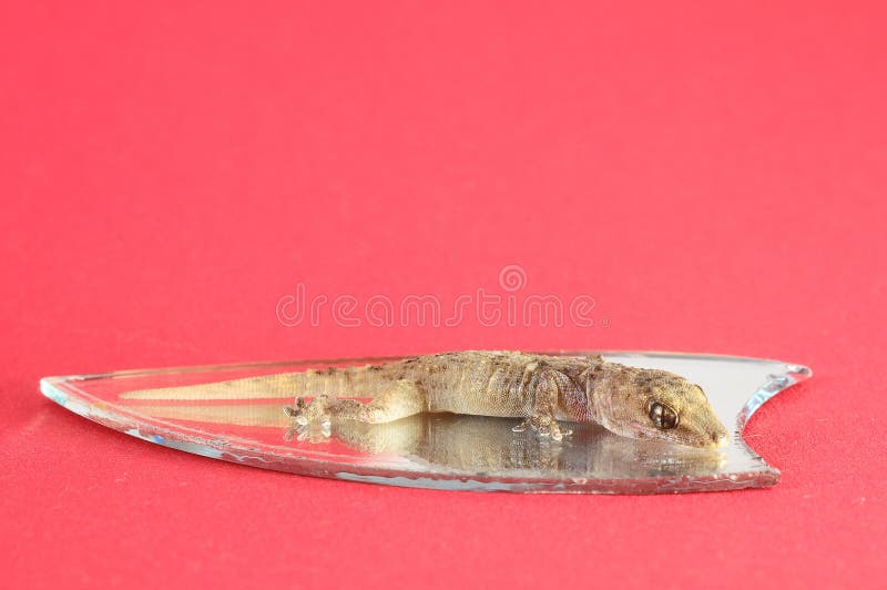 Small Gecko Lizard and Mirror Stock Photo - Image of fauna, desert ...