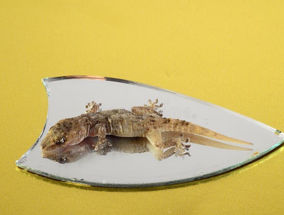 Small Gecko Lizard and Mirror Stock Photo - Image of looking, mirror ...