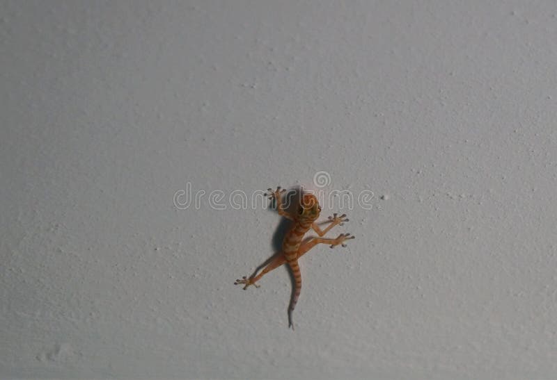 Small Gecko Lizard on the Wall Stock Photo - Image of ptyodactylus ...