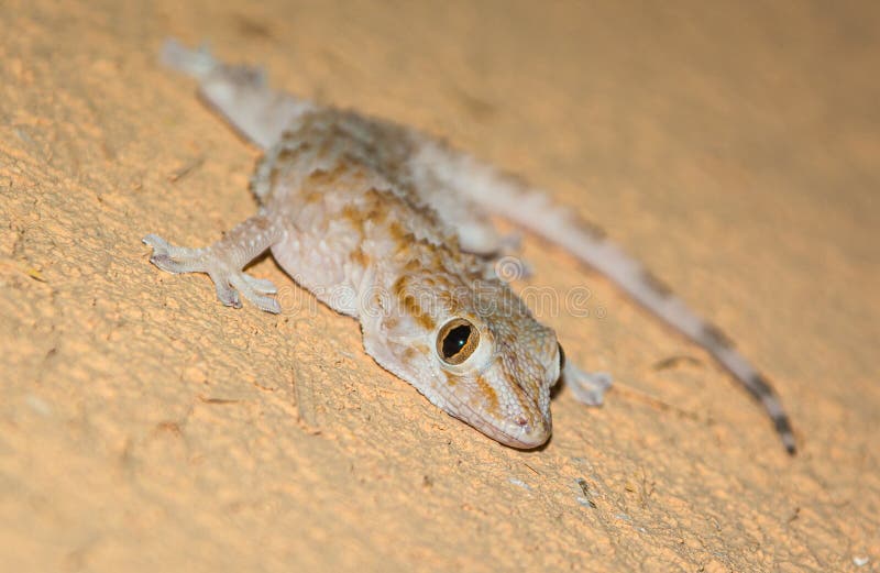 Small Gecko on the ceiling stock photo. Image of lizard - 178698666