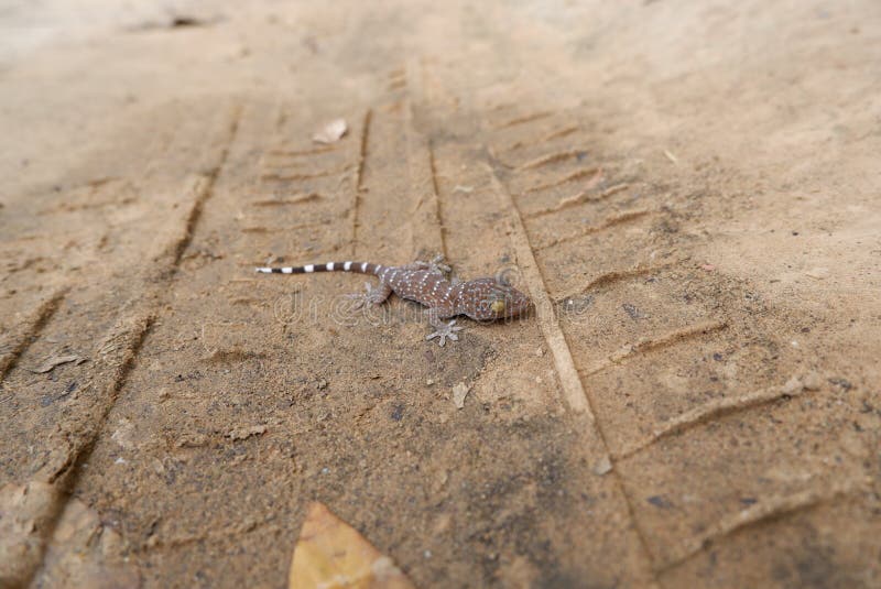 A Small Gecko is on the Road Stock Photo - Image of closeup, eyes ...