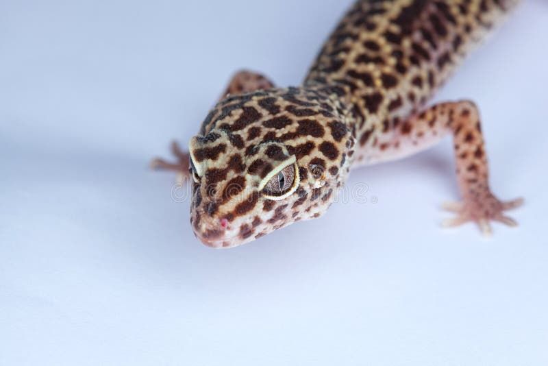 Small Gecko on the House Wall Stock Image - Image of geko, insects ...