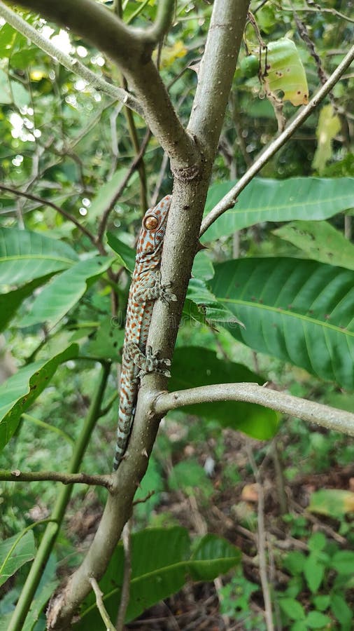 Small Gecko on a Tree Trunk Stock Image - Image of animal, gecko: 305401033