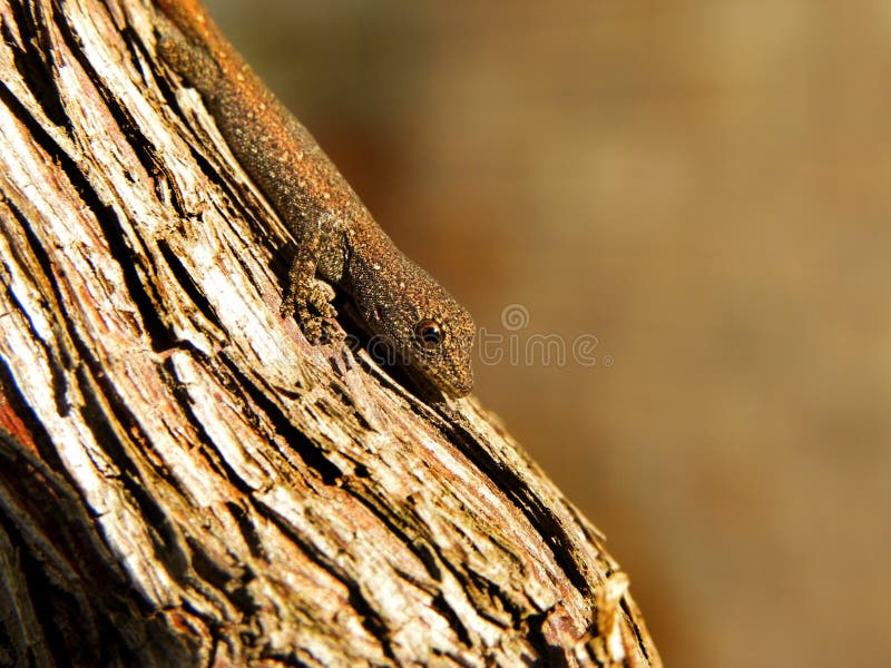 Small Gecko 1 stock photo. Image of reptiles, closeup - 30221680
