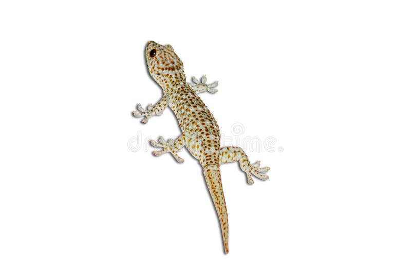 Small Gecko Walking Stick Action on Wall Stock Image - Image of walking ...