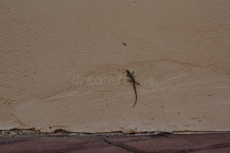 Small gecko on a wall stock photo. Image of home, geko - 265073602