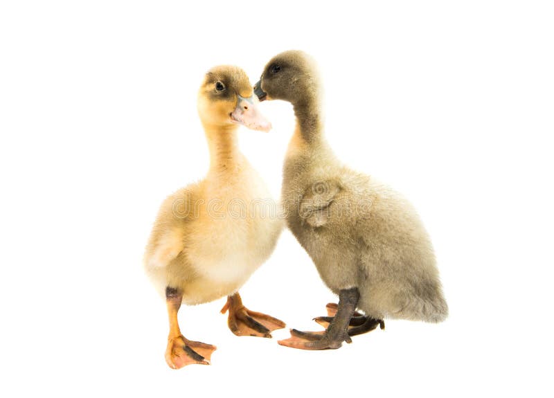 Small geese isolated stock image. Image of grey, gosling - 110211057