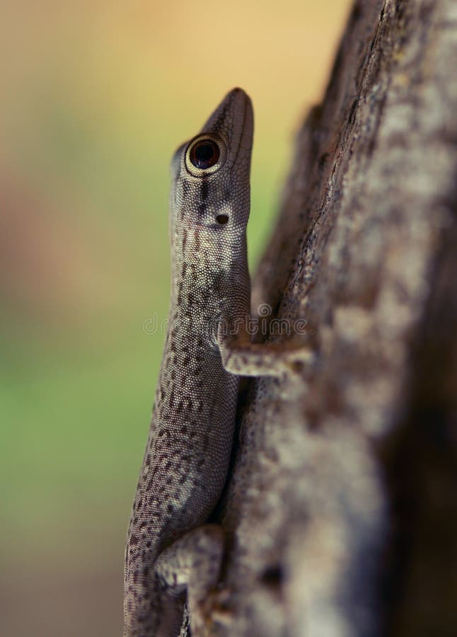 Small Gekko stock photo. Image of fauna, blue, tropical - 48752050
