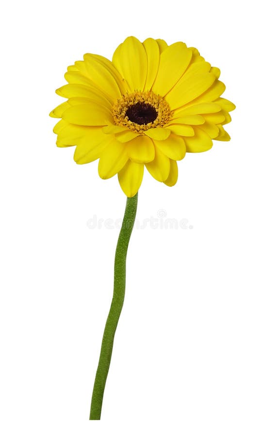 Small Gellow Gerbera Flower Germini Isolated Stock Photo - Image of ...