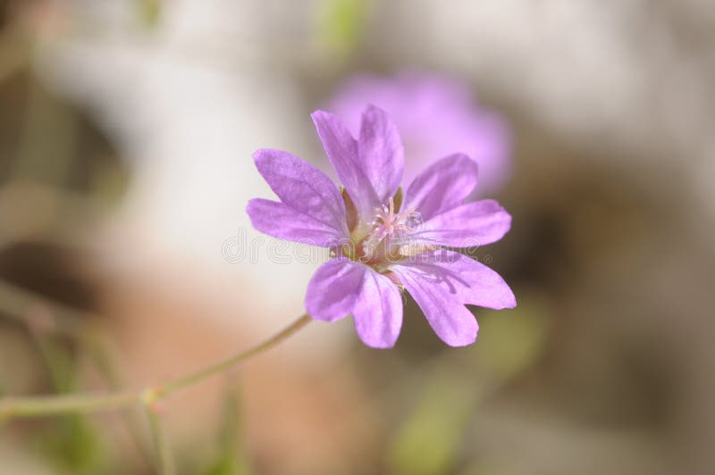 Small geranium blossom stock image. Image of macro, gentle - 46211637