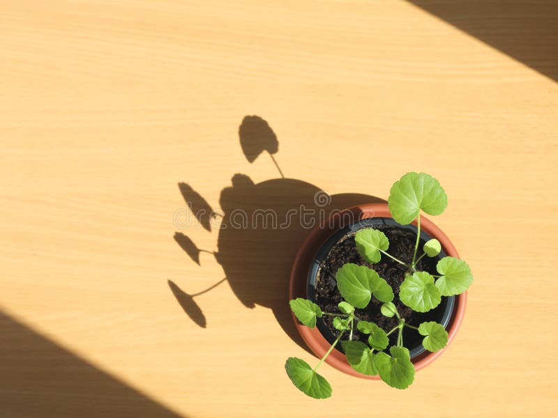 Small Geranium Houseplant in a Pot on the Table Cast a Shadow Stock ...