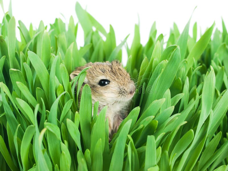 Small gerbil in grass stock image. Image of environment - 9961047