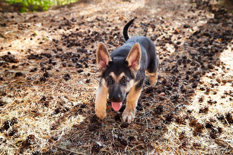 Small German Shepherd Puppy in Nature in a Day Stock Image - Image of ...