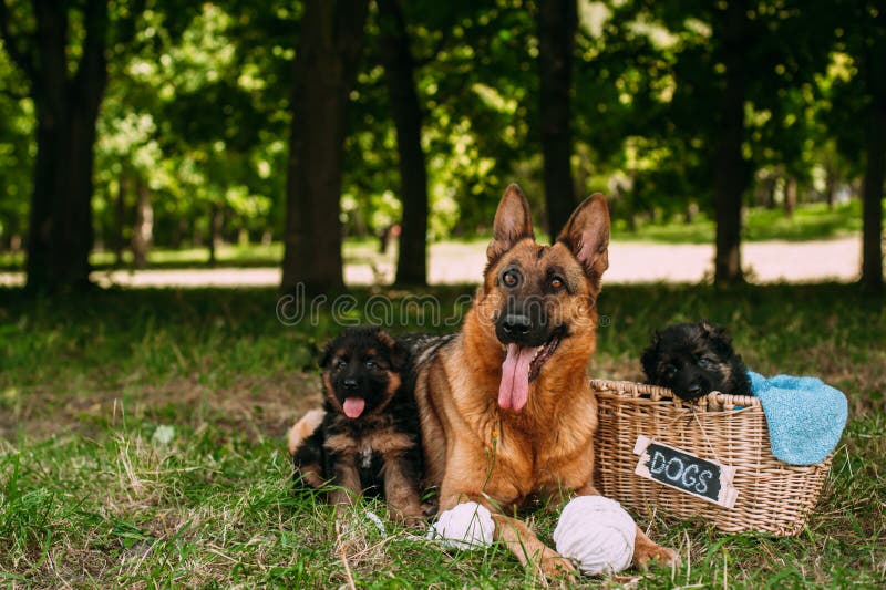 Small German Shepherds stock photo. Image of family, happiness - 81464862