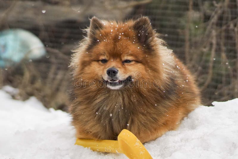 Small German Spitz in the Winter Stock Image - Image of play, head ...