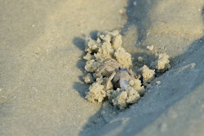 Ghost crab stock image. Image of animal, ghost, intertidal - 356883749