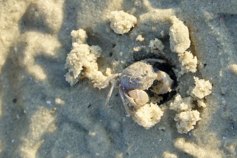 Ghost crab stock photo. Image of small, sand, seabeach - 356883860