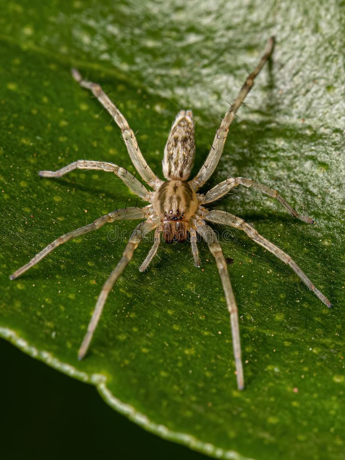 Small Ghost Spider stock photo. Image of arachnid, legs - 263480414