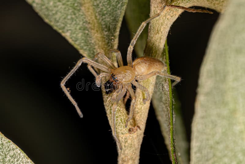 Small Ghost Spider stock photo. Image of arachnida, araneomorphae ...