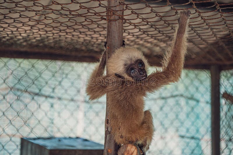 Small Gibbon Monkey Clinging To the Bars of a Cage Stock Image - Image ...