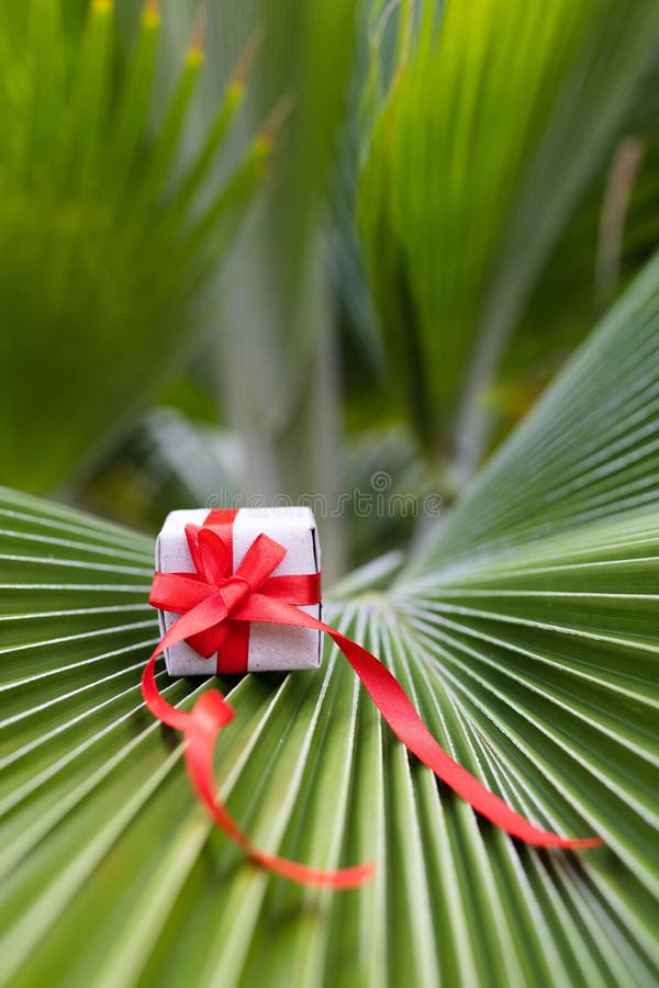 Small Gift Box Tied with Red Ribbon on a Palm Leaf. Stock Image - Image ...
