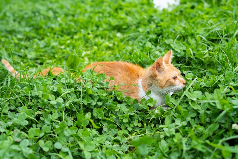 Small Ginger Cat is Lying in the Grass, Watching and Ready To Attack ...
