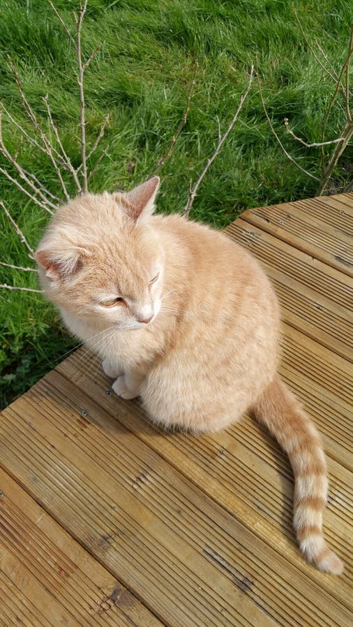 Pale Ginger Cat Widely Yawns, Portrait in Profile Stock Photo - Image ...
