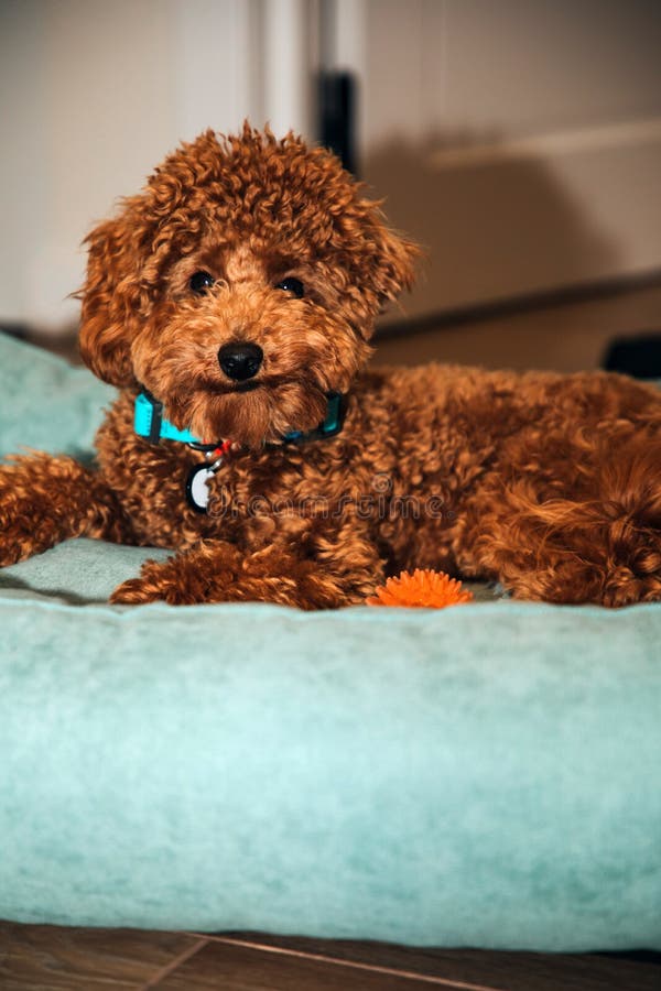 A Small Ginger Curly Poodle Dog Lies in the Blue Dog Bed Stock Photo ...