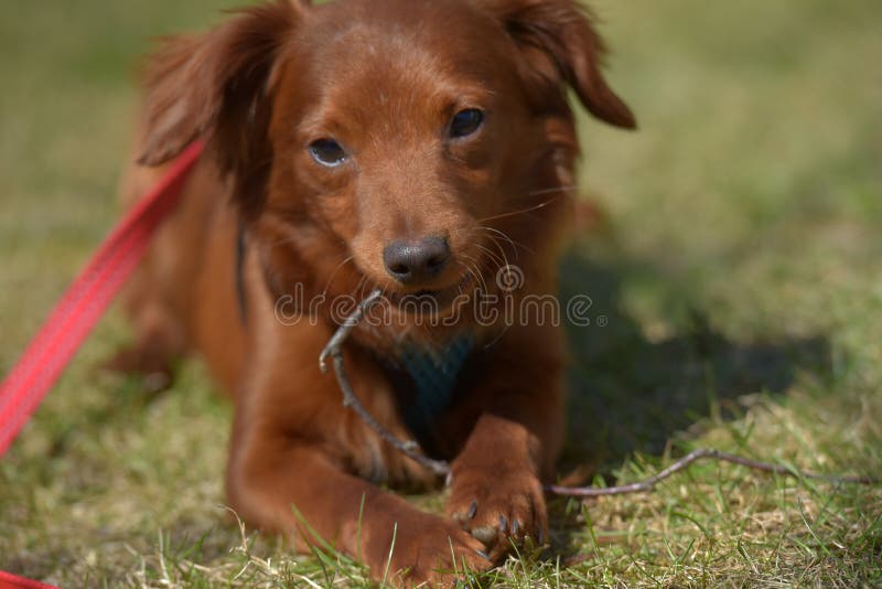 Small Ginger Dog of the Nevskaya Orchid Breed Stock Image - Image of ...