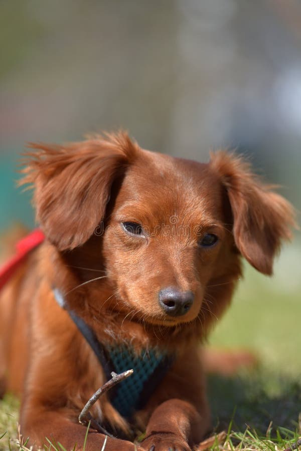 Small Ginger Dog of the Nevskaya Orchid Breed Stock Photo - Image of ...
