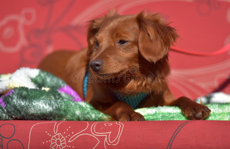 Small Ginger Dog of the Nevskaya Orchid Breed Stock Photo - Image of ...