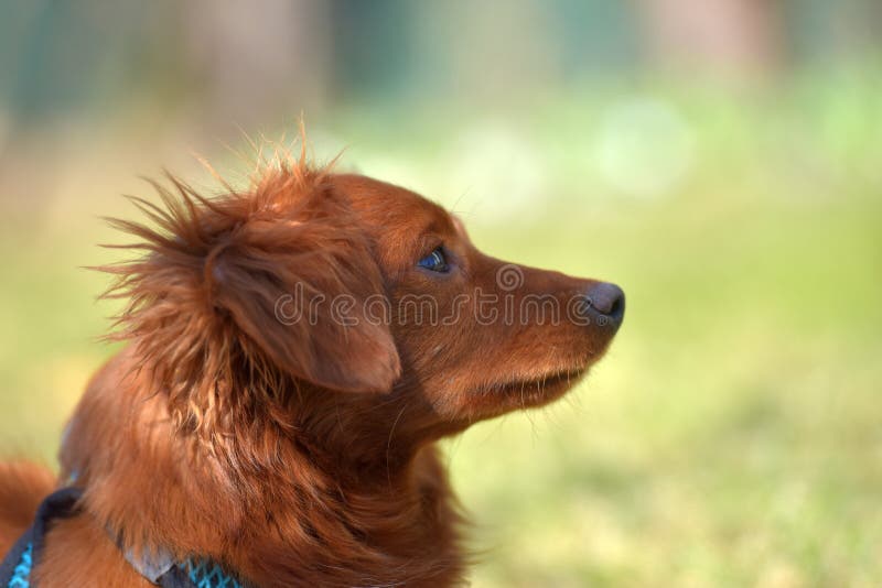 Small Ginger Dog of the Nevskaya Orchid Breed Stock Photo - Image of ...